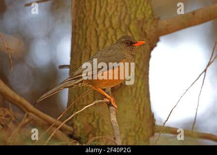 Abyssinian thrush (Turdus abyssinicus) adult, sitting in tree, Ethiopia ...