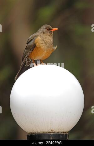 Abyssinian thrush (Turdus abyssinicus) adult, sitting in tree, Ethiopia ...