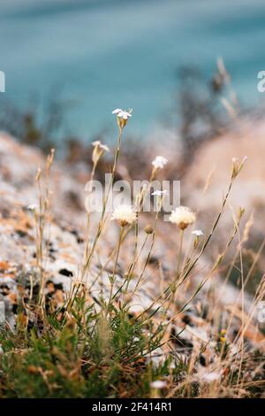 A closeup shot of green grass with wildflowers Stock Photo - Alamy