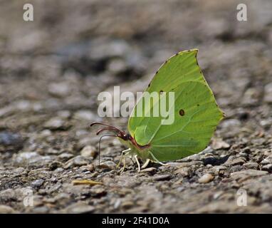 Gonepteryx rhamni (known as the common brimstone) is a butterfly of the ...