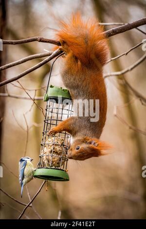 |Red Squirrel hanging from tree branch by Bird feeder Stock Photo - Alamy