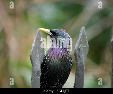 Starling in Hyde Park, London Stock Photo - Alamy