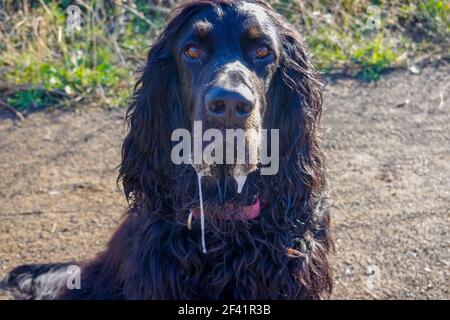Gordon Setter dog drooling / dribbling Stock Photo - Alamy