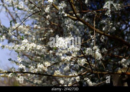 HAWTHORN BLOSSOM MARCH 2021 Stock Photo - Alamy