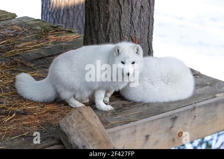 Arctic fox (Vulpes lagopus) sleeping in a snowstorm Stock Photo - Alamy