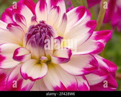 Macro purple and white dahlia petals Stock Photo - Alamy