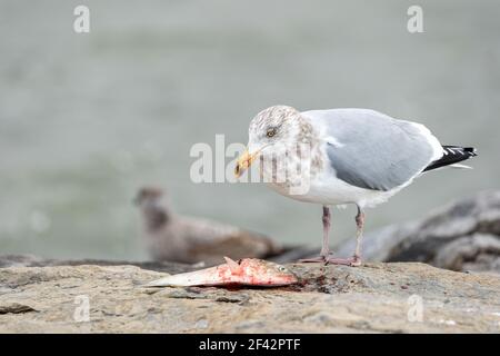 A closeup shot of a seagull eating a fish on a stone Stock Photo - Alamy