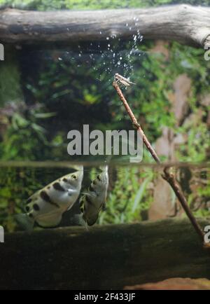 An archer fish shooting water and attacking an insect Stock Photo - Alamy