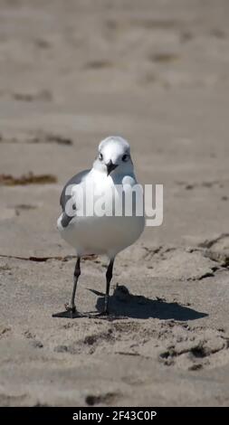 laughing gull (Leucophaeus atricilla) Fort De Soto Park Florida USA ...