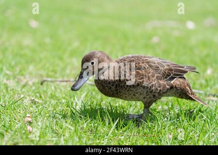 Brown teal foraging on grass at Akapoua Campsite on Great Barrier ...
