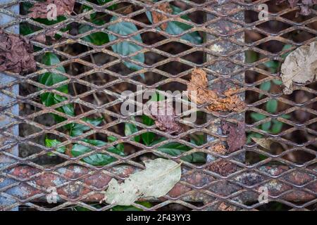 Top view of a brown dry leave with assortment of small seashells on ...