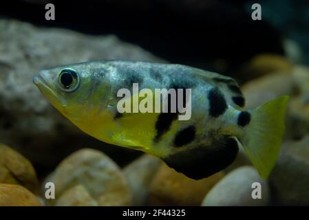 Archer fish or Blowpipe fish (Toxotidae) in aquarium. Wildlife animal ...