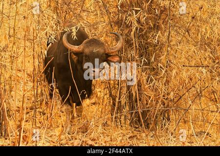 Indian Gaur Bos gaurus emerging out of dry bamboo forests of Central ...