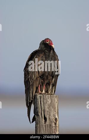 A turkey vulture (Cathartes aura) at Lake Powell in Utah Stock Photo ...