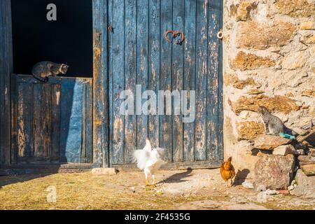Cats and hens in a farm Stock Photo - Alamy