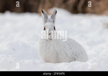 Close up of an Snowshoe Hare sitting and alert, Denali National Park ...