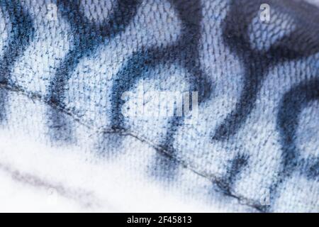Striped coloring of skin mackerel fish close up Stock Photo - Alamy