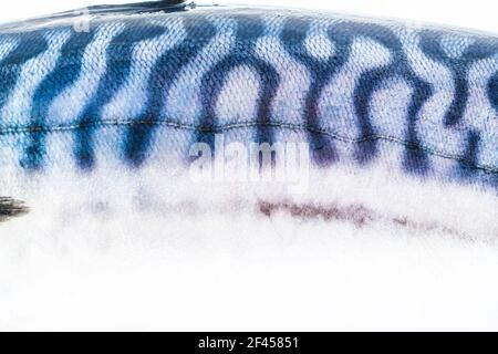Striped coloring of skin mackerel fish close up.Texture of mackerel ...