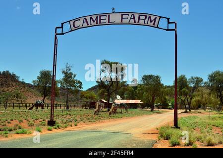 Stuart Well, NT, Australia - November 15, 2017: Camel farm on Stuart ...