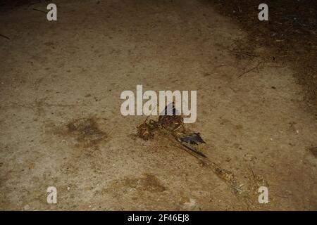 The death swiftlet body inside the Swiftlet Bird Nest Farming house ...