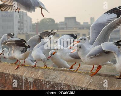 Flock of Seagulls standing and chirping on bridge railing above the ...