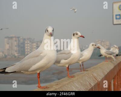 Flock of Seagulls standing and chirping on bridge railing above the ...