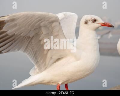 Flock of Seagulls standing and chirping on bridge railing above the ...