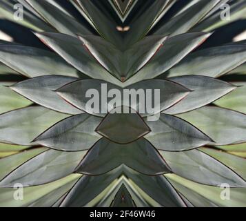 Agave "Blue glow", an evergreen succulent with blue-green, chalky ...