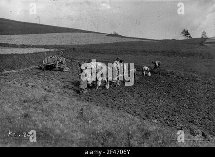 Potatoes lay on the slope under the fox farm Stock Photo - Alamy