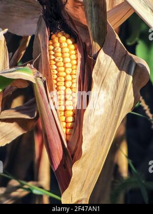 Dried out corn field. Ripe corn left to dry Stock Photo - Alamy