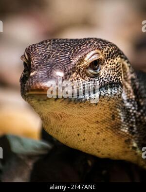 A vertical closeup of a Monitor Lizard (Varanus) on a piece of rock ...