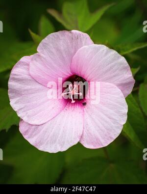 The halberd-leaf rosemallow (Hibiscus laevis Stock Photo - Alamy