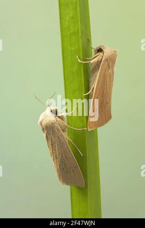 Large wainscot moth Stock Photo - Alamy