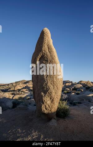 Joshua tree near the Jumbo Rocks Campground in Joshua Tree National ...