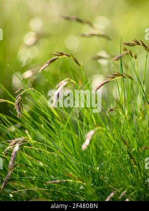 Red Fescue (Festuca rubra Stock Photo - Alamy