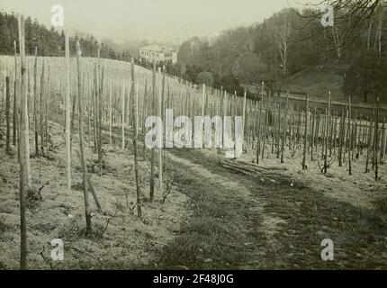 Weinberg near Radebeul with a view to the Elbe Valley Stock Photo - Alamy