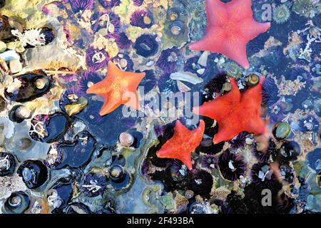 Bat sea star, Asterina miniata, Point Lobos State Natural Reserve ...