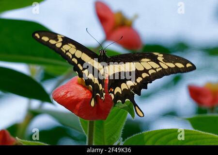 Costa Rica wildlife butterfly swallowtail butterfly in rainforest ...