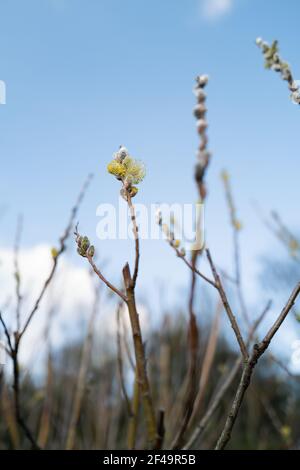 Fluffy soft willow buds in early spring Stock Photo - Alamy