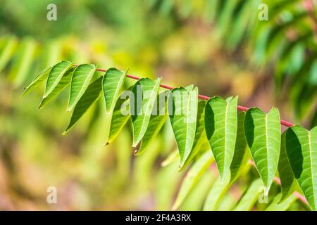 Leaves of Ailanthus altissima known as the Tree of Heaven, Ailanthus or ...