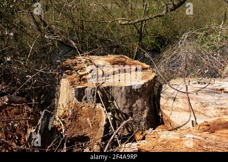 Old rotten tree trunk sliced off Stock Photo - Alamy