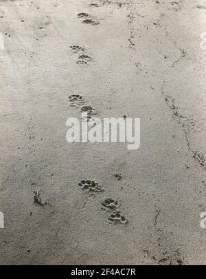 European river otter (Lutra lutra) footprints crossing frozen Loch ...