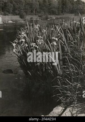 Swamp sword lily Stock Photo - Alamy