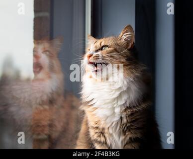 Cat chirping or chattering while sitting by the window. Cute calico ...