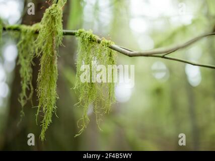 Spanish moss hanging off a plant in Louisiana Stock Photo - Alamy