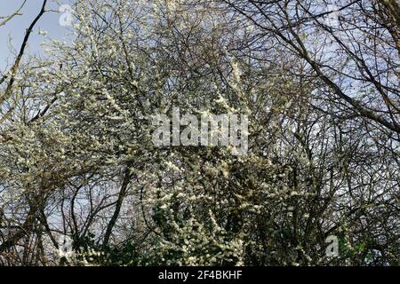 HAWTHORN MARCH 2021 Stock Photo - Alamy