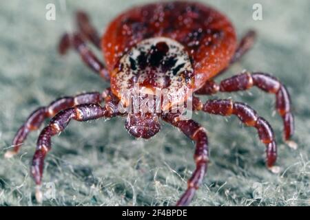 Tick walking on clothes. High magnification Stock Photo - Alamy