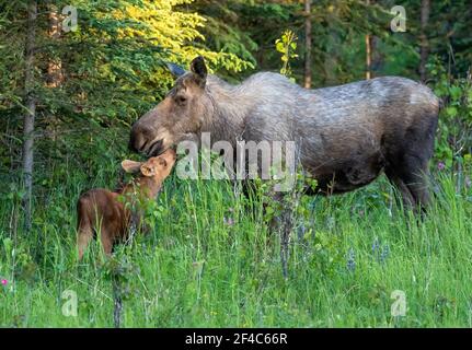 Female Moose (Alces alces) and calf at the edge of coniferous forest ...