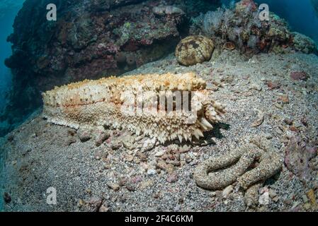 Giant Sea Cucumber, Thelenota anax. Also known as Amberfish and Anax ...