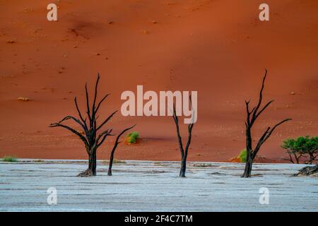 Beautiful landscape of the Namib desert during rainy season, Namibia, Africa Stock Photo - Alamy